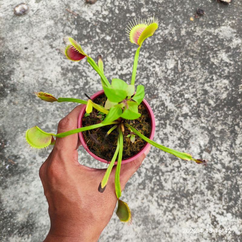 Venus Flytrap | Burbanks Beast | Shopee Philippines