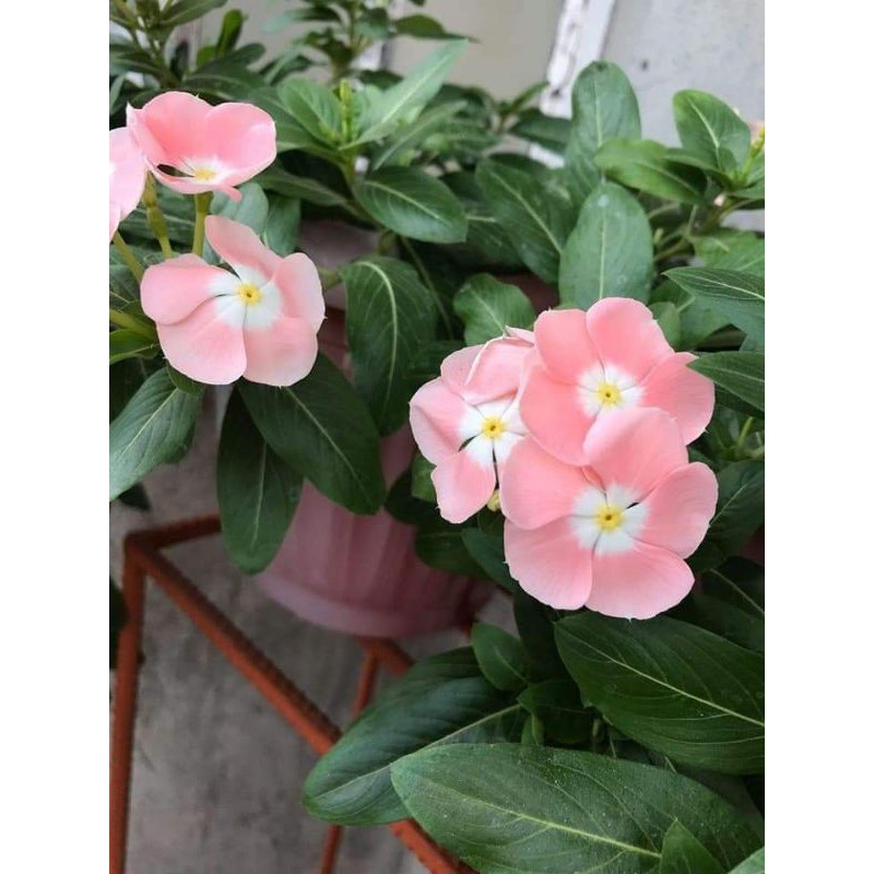 Periwinkle / Vinca Assorted Peach Varieties (20 seeds) | Shopee Philippines