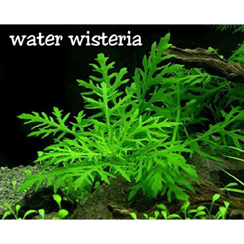 Water wisteria Aquatic plants ( 5 stems ) | Shopee Philippines