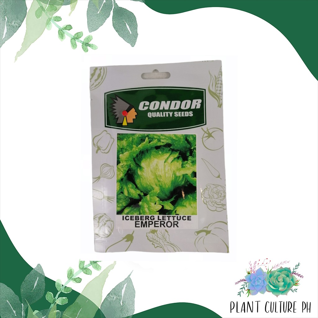 Condor Quality Seeds Iceberg Lettuce Emperor 1G | Shopee Philippines