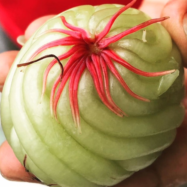 Katmon Seeds Only (5pcs) | Shopee Philippines