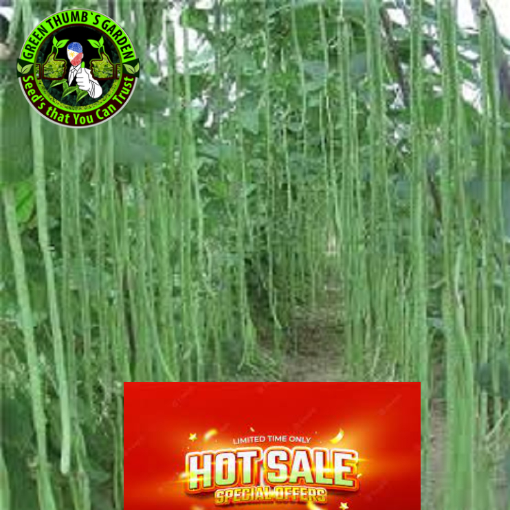 SITAW SEEDS 1 METER LONG (STRING BEANS) | Shopee Philippines