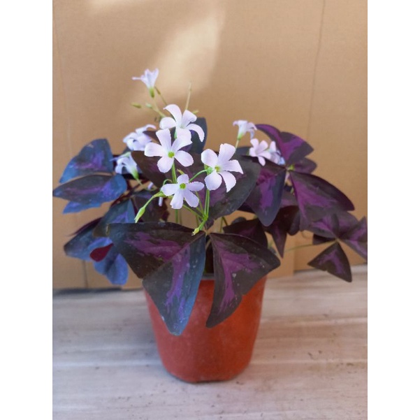 Butterfly Plant/Oxalis Triangularis | Shopee Philippines