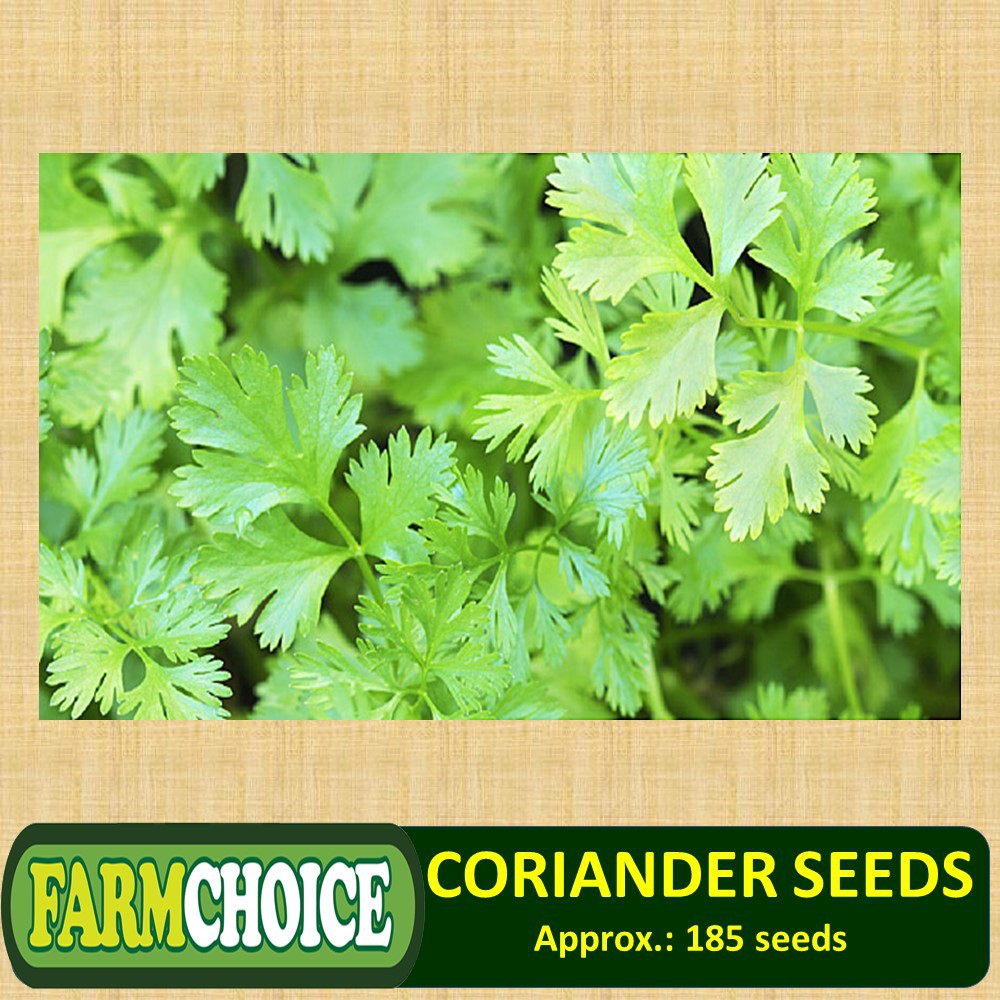 CORIANDER / CILANTRO / WANSOY - HERBS SEEDS (185 seeds) | Shopee ...