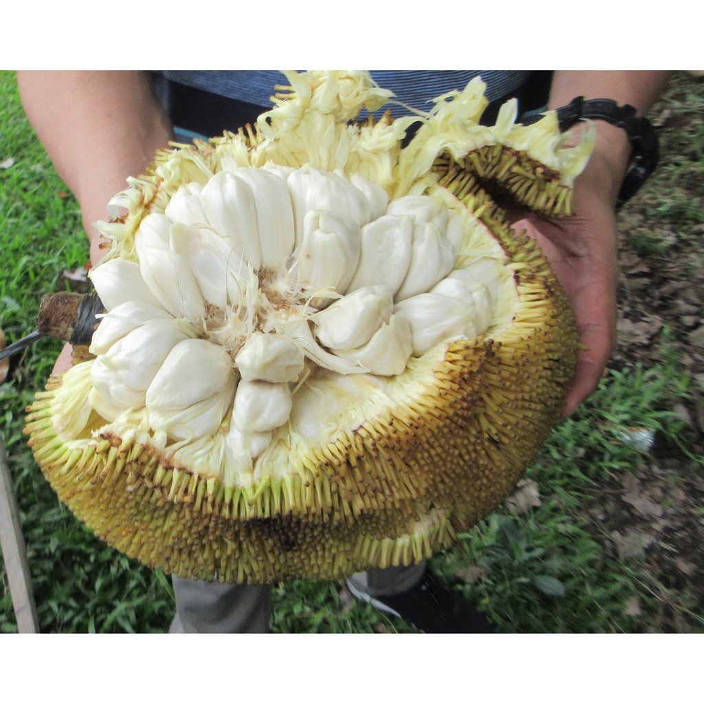 Marang Fruit Seeds ( 7 seeds ) | Shopee Philippines