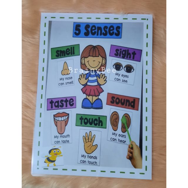The Five 5 Major Senses laminated Shopee Philippines