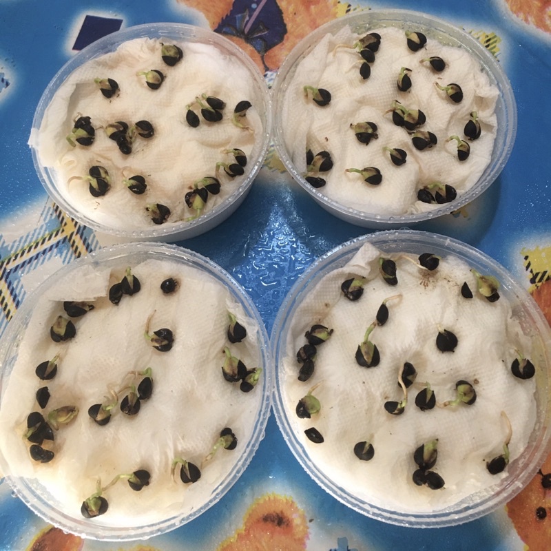 Agarwood Filaria (premium Aquilaria filaria) agarwood Seeds presyo ₱550