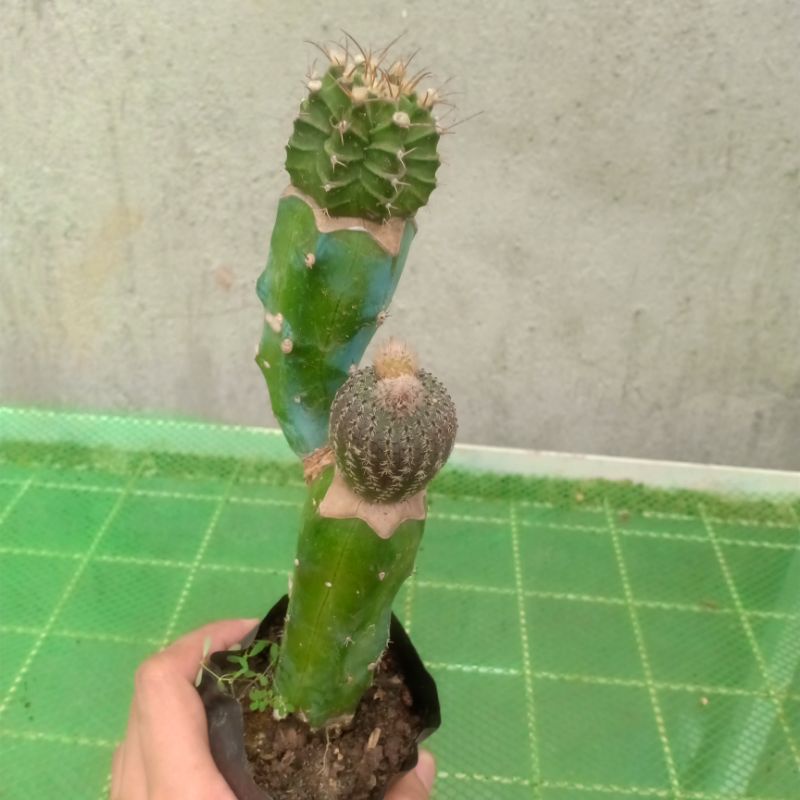 2 in 1 Grafted Bare root Cacti | Shopee Philippines