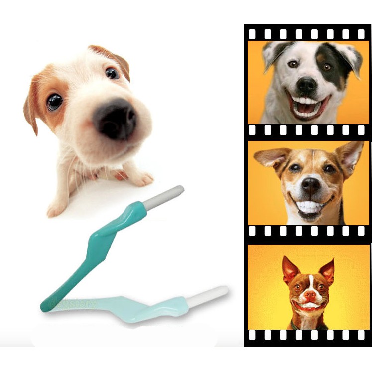 Dog Toothpick Set Pet Tartar Removal Clean | Shopee Philippines