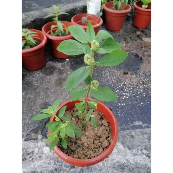 Tawa-Tawa Herbal plant 12x12cm | Shopee Philippines