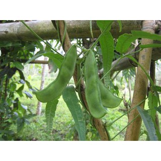 Patani Seeds / Lima Bean Seeds / Vegetables Seeds | Shopee Philippines