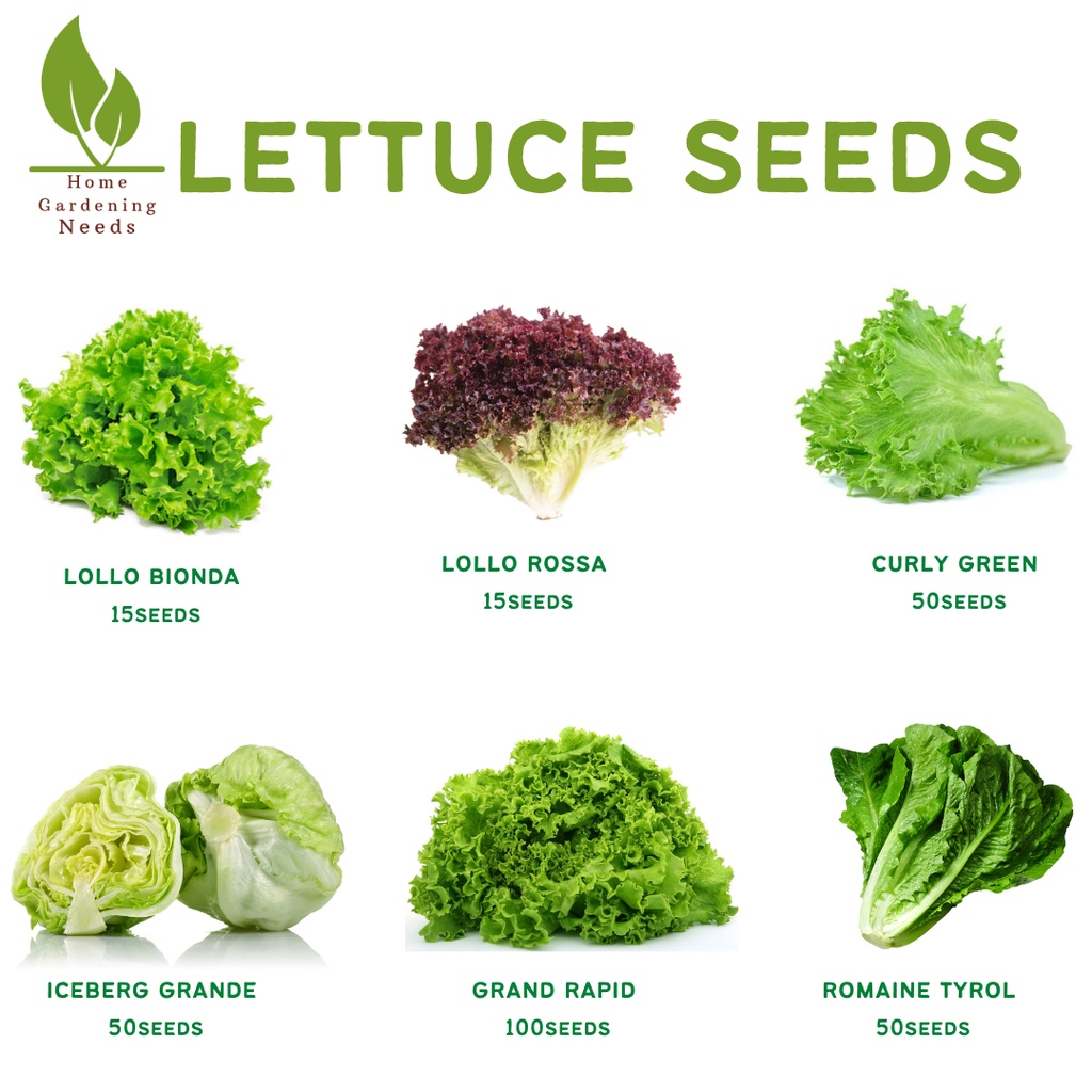 LETTUCE SEEDS - Grand rapid Lollo bionda Lollo rosso Romaine Iceberg ...