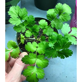 Kinchay cilantro chinese parsley herb seeds | Shopee Philippines