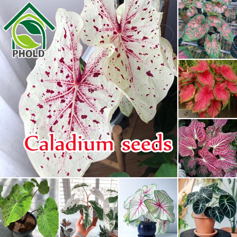 Rare Mixcolor Caladium Seeds for Planting (100 Seeds Per Pack) Caladium ...
