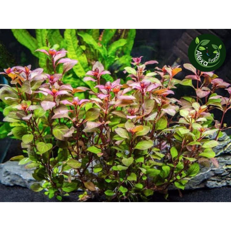 Ludwigia red rubin mini aquatic plant for aquascaping | Shopee Philippines