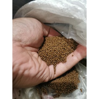 Tateh Aquafeeds Surfer Pre-Starter 1kg Tilapia Catfish (Hito) Milkfish ...