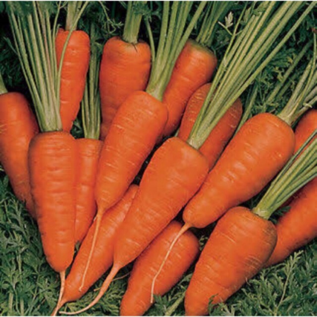 Carrot Seeds (Karot) (100-200 seeds) | Shopee Philippines