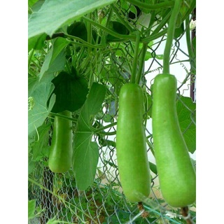 SULIT PACK! F1 UPO TAMBULI (10pcs seeds) SUPER LONG/BOTTLE GOURD/HIGH ...