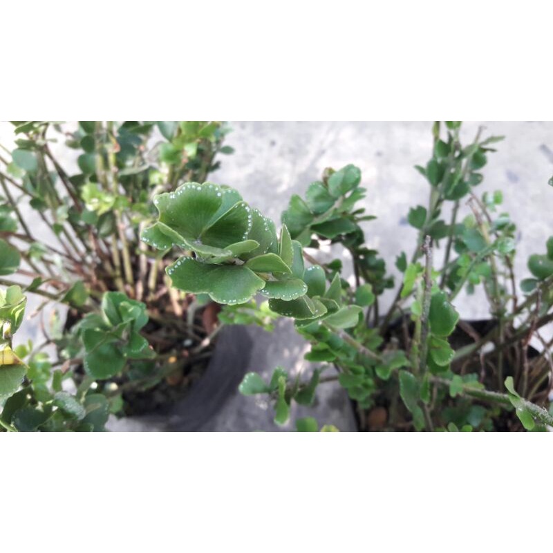 Butterfly fern ( Nephrolepis sp.) | Shopee Philippines