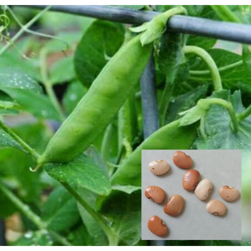 Patani Seeds (10 seeds per pack) | Shopee Philippines