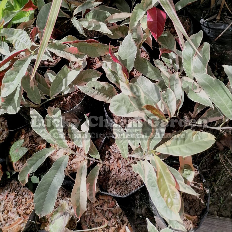 Picara or Chinese Croton Live Plant | Well-Rooted and Stable | Shipped ...