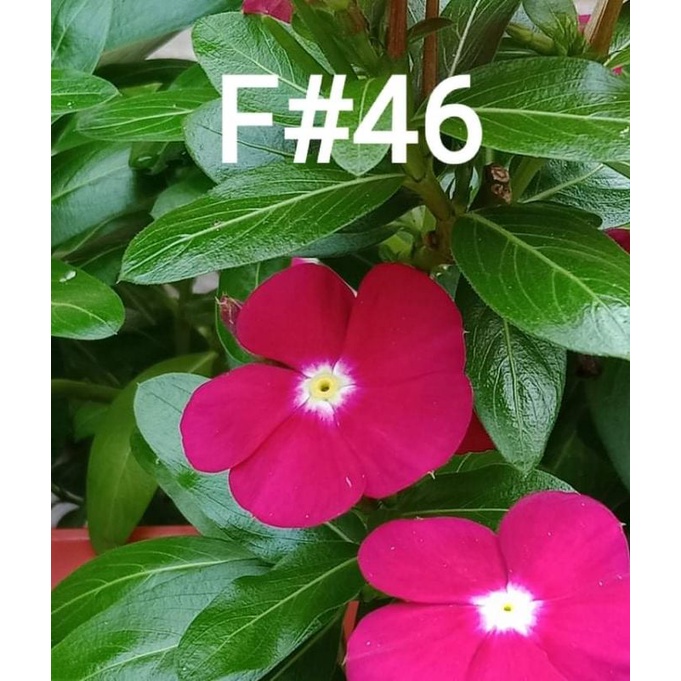 Periwinkle / Vinca Red Variety #46 (20 seeds) | Shopee Philippines