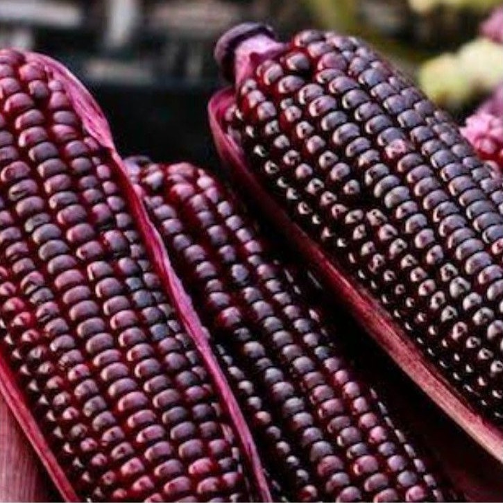 Purple Sweet Corn Hybrid Seeds | Shopee Philippines