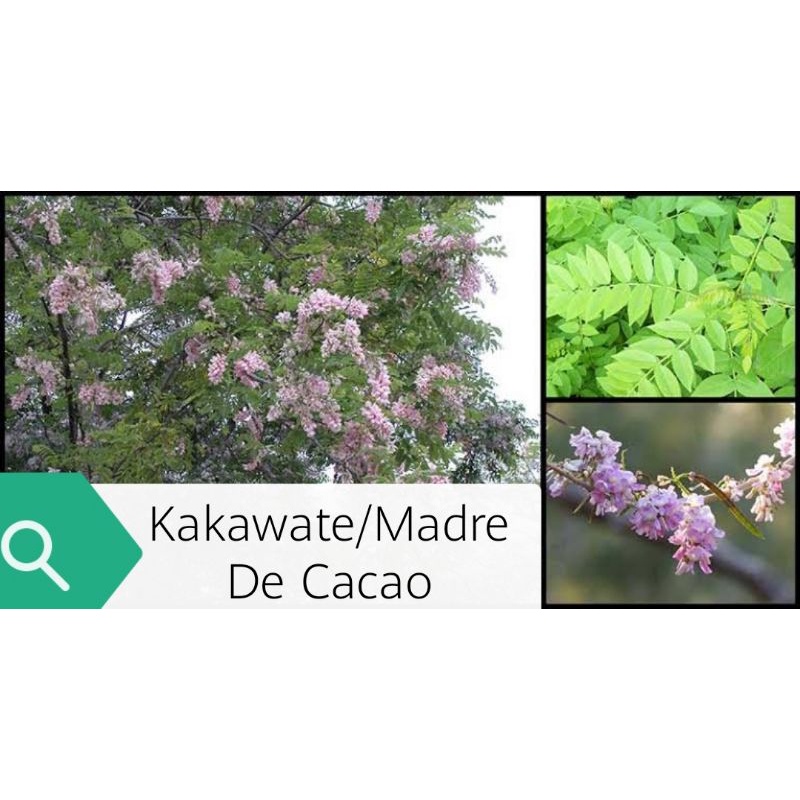 Kakawate/Madre de Cacao leaves(80pieces) | Shopee Philippines
