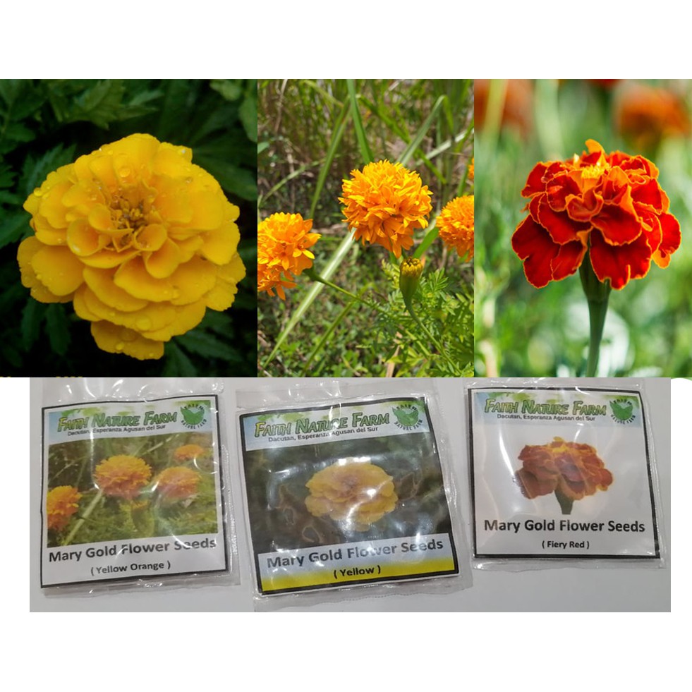 Marigold Flower Seeds ( approx 50 seeds) | Shopee Philippines