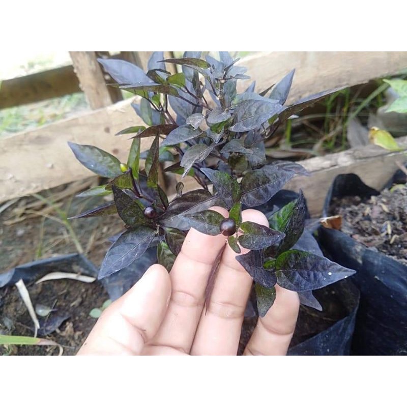 Black pearl chilli pepper |black pearl pepper 7seeds per pack | Shopee ...