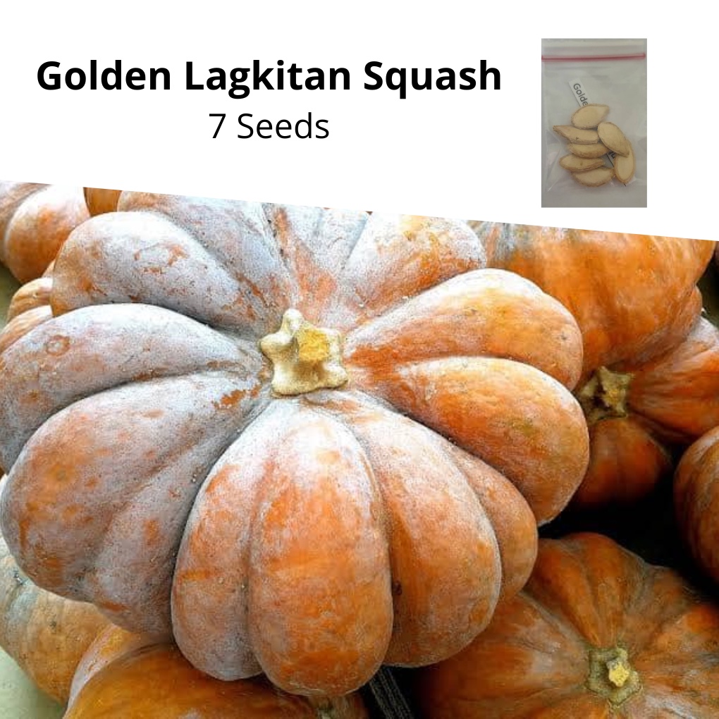 Golden Lagkitan Squash Seeds | Shopee Philippines
