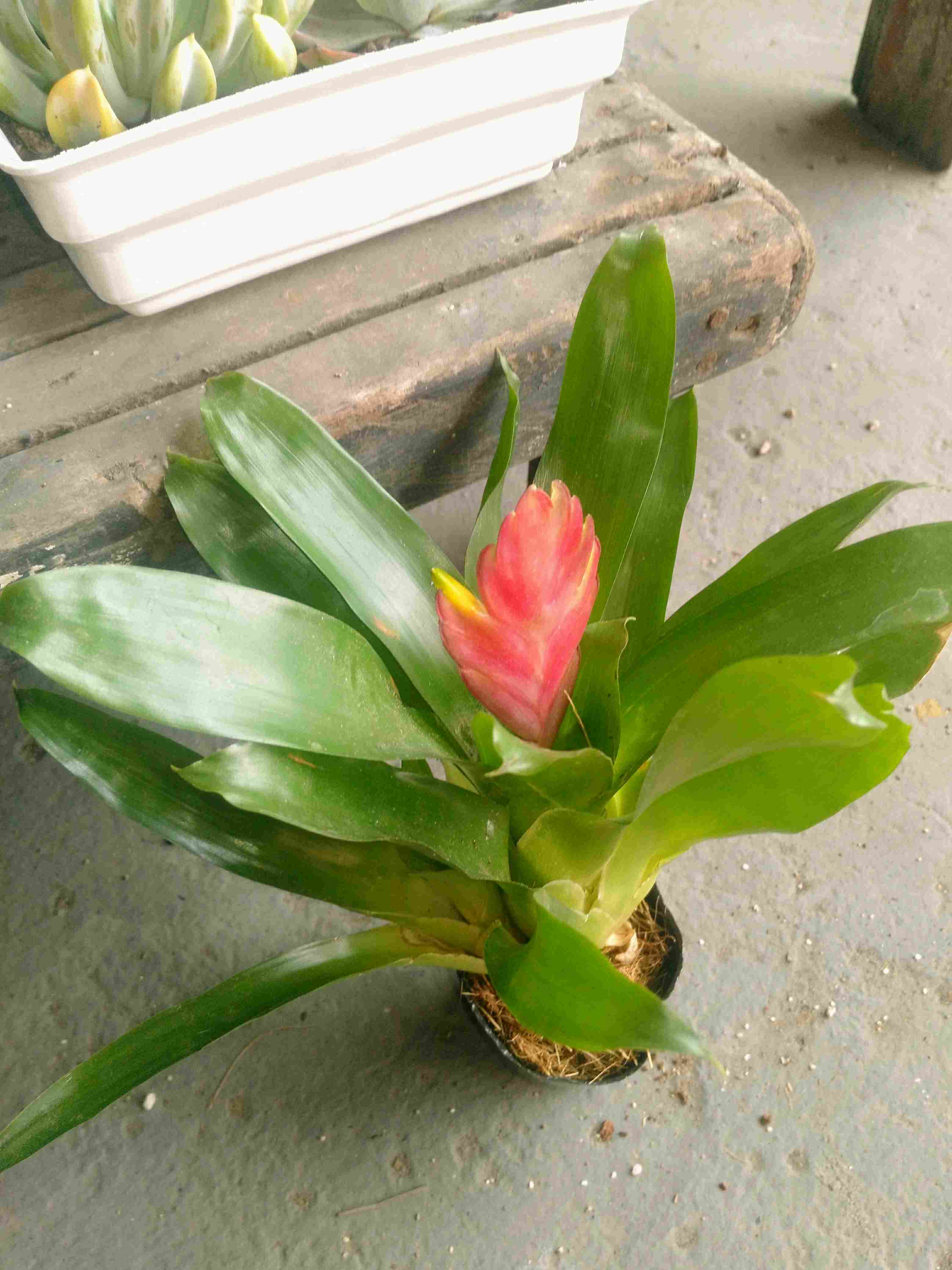 Vriesea Live Plant Mini Bromeliad Small Plant Only | Shopee Philippines