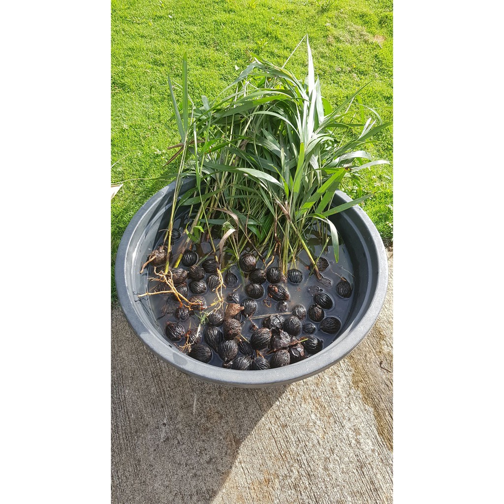 Foxtail Palm Tree Seedlings Wodyetia Bifurcata Shopee Philippines