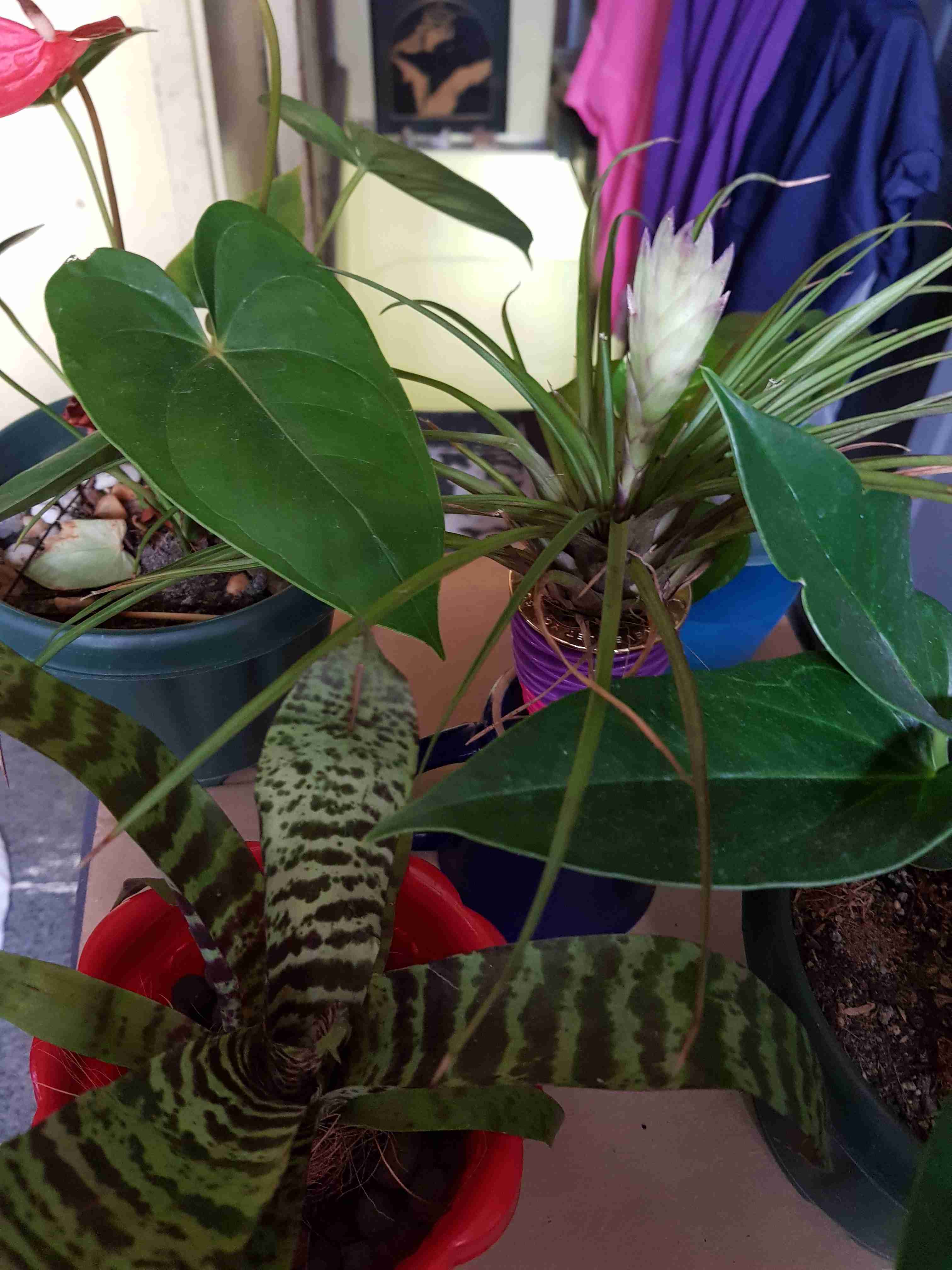 Vriesea Live Plant Mini Bromeliad Small Plant Only | Shopee Philippines