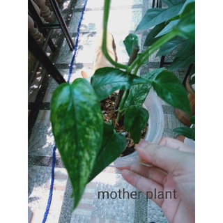 variegated Cebu blue (reverted) | Shopee Philippines