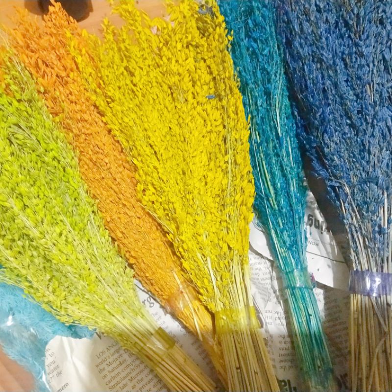 Dried Trigo Grass | Real Local Dried flower | Dried wheat Rabbit tail ...