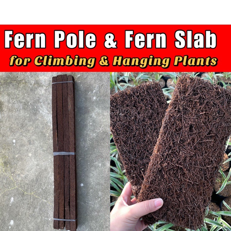 3 ft Fern Pole & Fern Slab for Climbing & Hanging Plants | Shopee ...