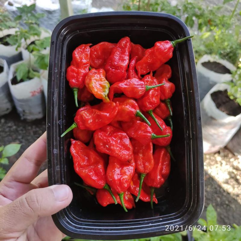 Siling Demonyo 20 pcs seeds | Shopee Philippines