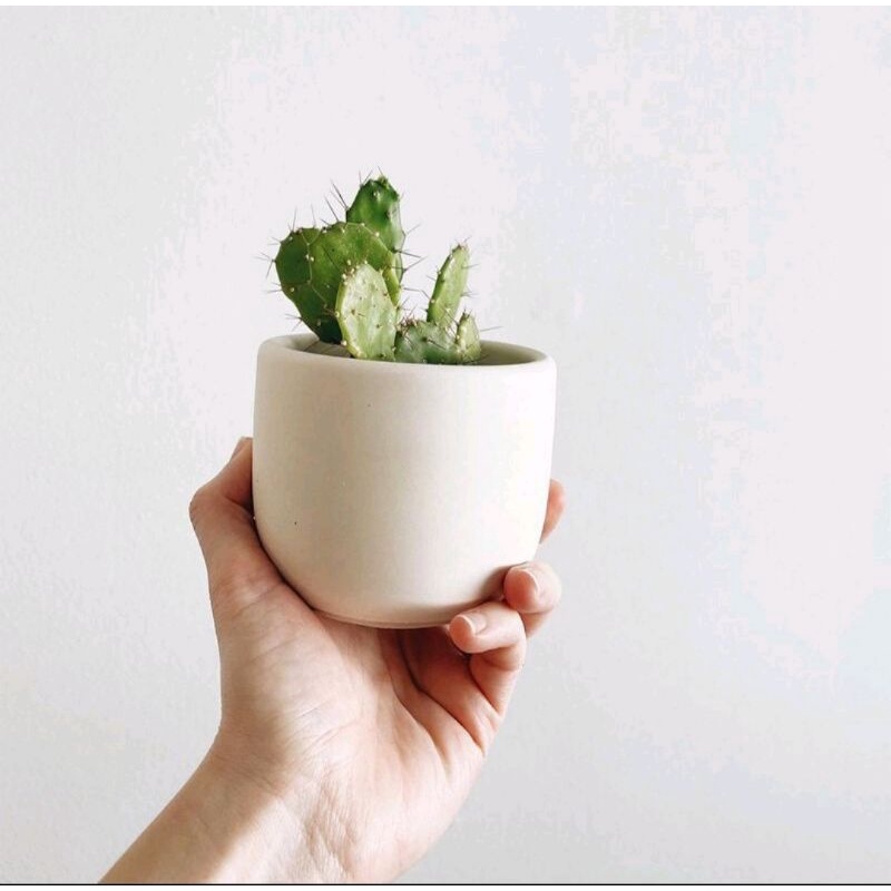 Egg shape pot for succulents, small plants and cactus | Shopee Philippines