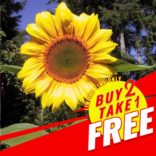 Sunflower Seeds - Suntastic Yellow | Shopee Philippines