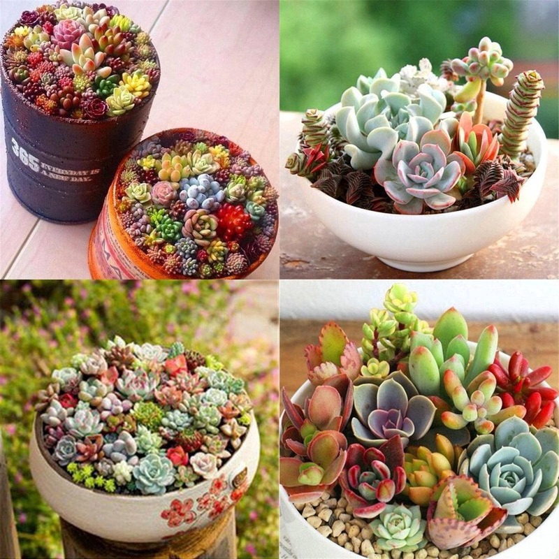 100pcs Real Mini Succulent Cactus Seeds Rare Perennial Herb Plants ...