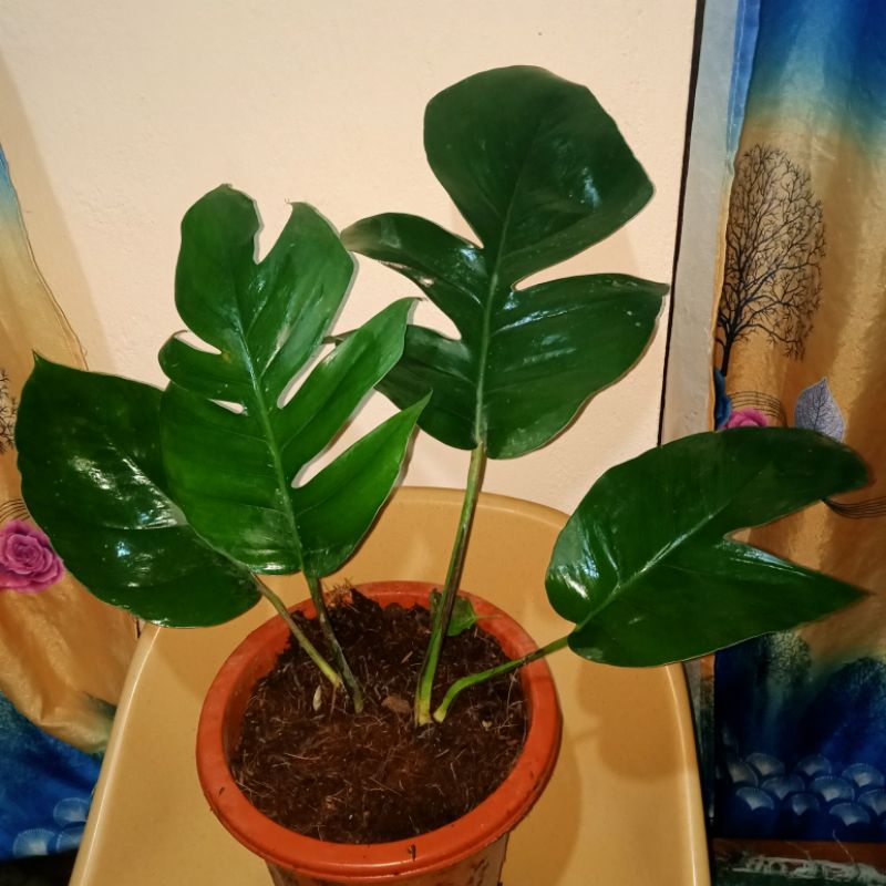 monstera deleciosa (DRAGON TALE) | Shopee Philippines