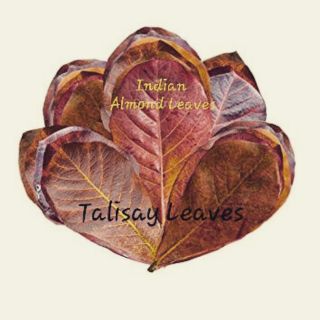 Talisay Leaves Mantalisay Leaves Indian Almond Leaves Dahon ng Talisay ...