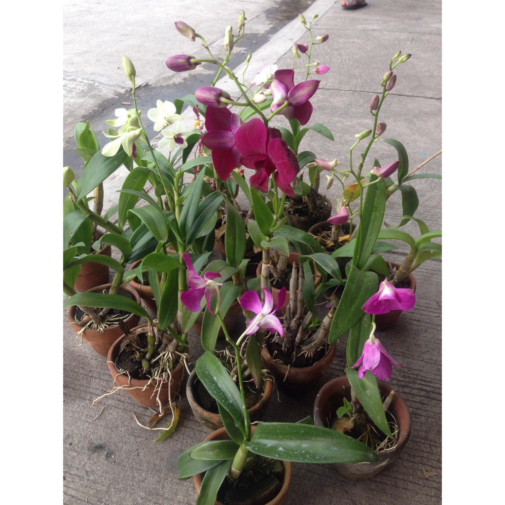 REAL W/ SPIKES DENDROBIUM - 3pcs | Shopee Philippines