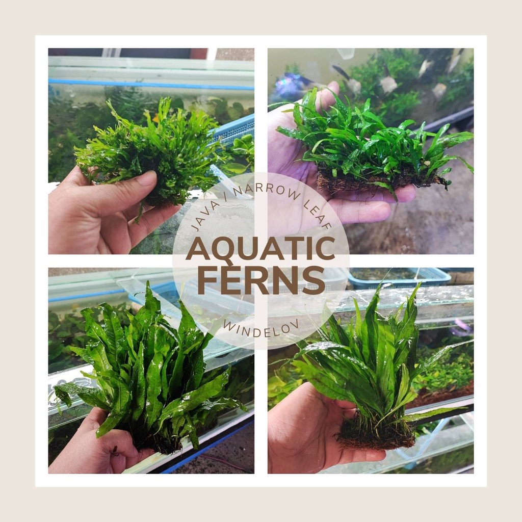 Java Fern, Narrow Leaf, Windelov Fern - Aquatic Ferns | Shopee Philippines