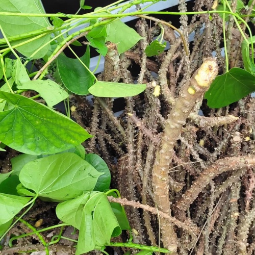 UCHN Panyawan cuttings fresh 250g,herbal known for its benefits that ...