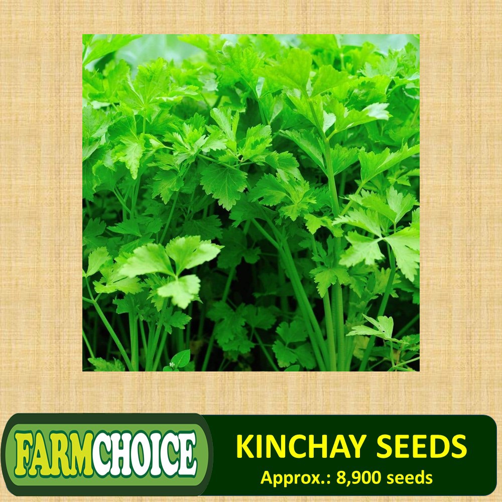 Kinchay / Kintsay Herbs (8,900 seeds) | Shopee Philippines