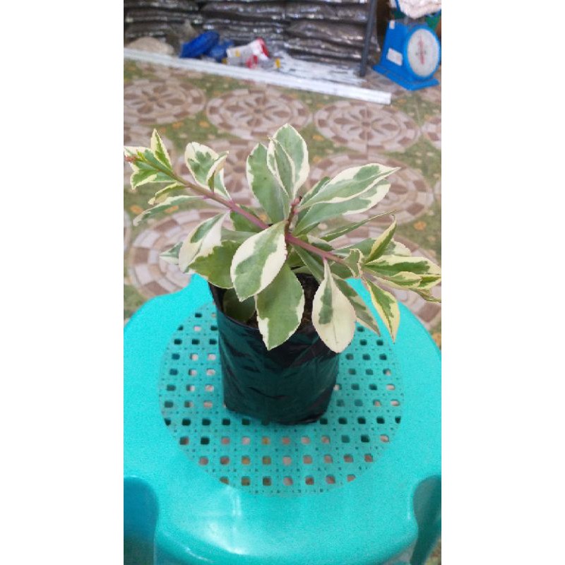 Moa plant white variegated (in seedling bag) | Shopee Philippines