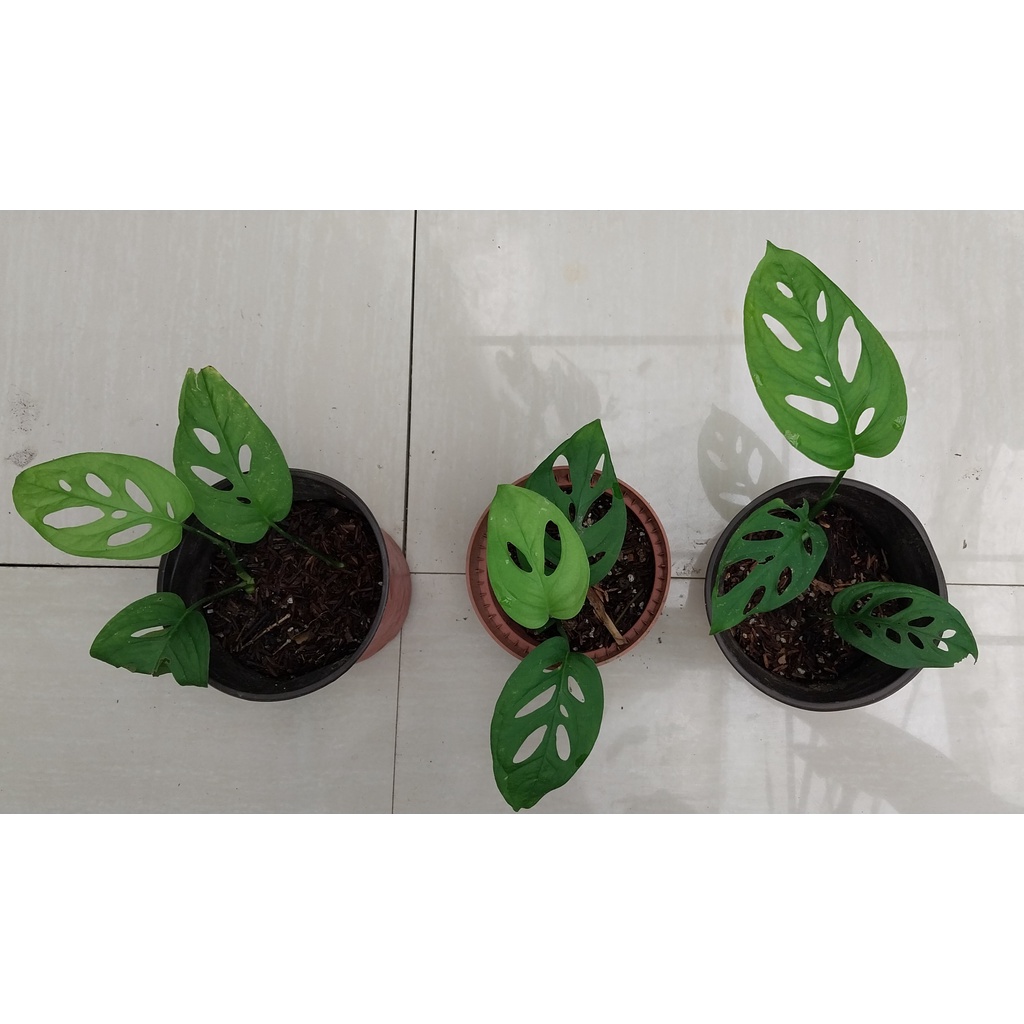 Monstera acuminata ( Monstera Guatemala ) | Shopee Philippines