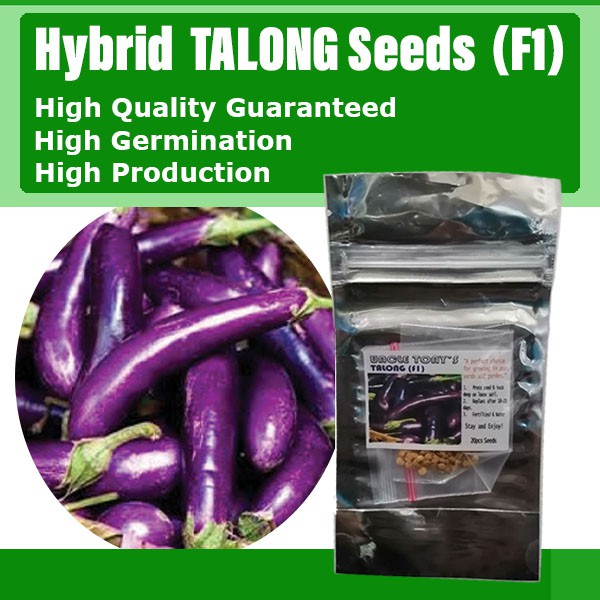 Talong Seeds / Eggplant (Fortuner F1) Easy Go Grow Vegetable Seed Pack ...